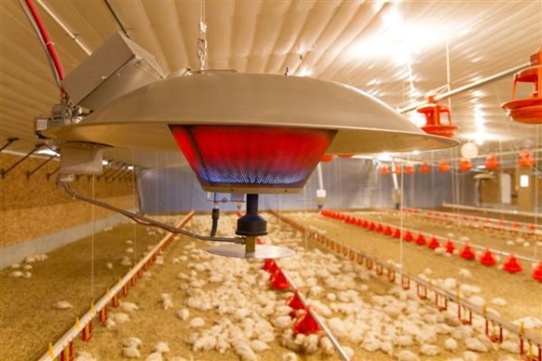 Velocity Series | Poultry and Pig House Forced Air Heaters